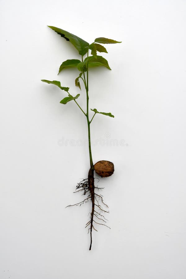 204 Walnut Tree Sapling Stock Photos - Free & Royalty-Free Stock Photos ...