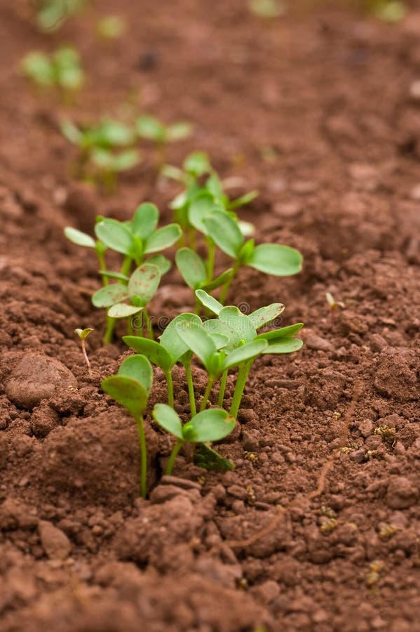 Dandelion stock photo. Image of plant, petal, summer - 10076862