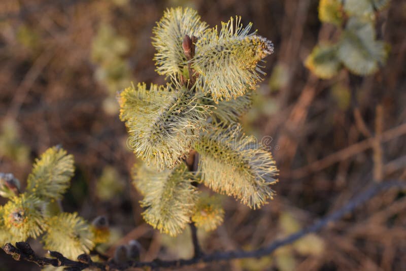 Seedlings stock photo. Image of awakening, spring, love - 88715802