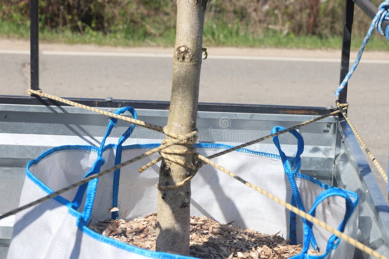 Seedlings in a Bag with Handles, Transporting Young Trees Stock Photo ...