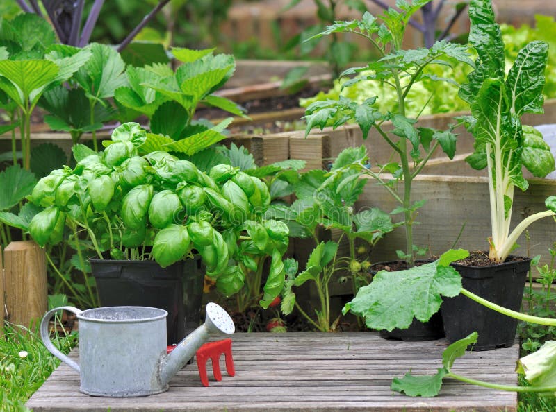 Seedlings and Basil in Patch Stock Photo - Image of chard, plants: 76605032