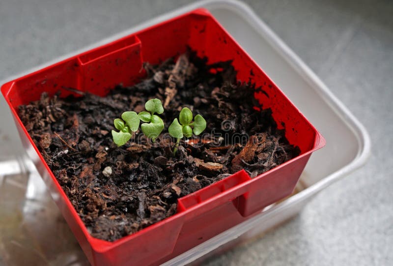 Seedlings of Basil in a Small Red Container Stock Photo - Image of ...