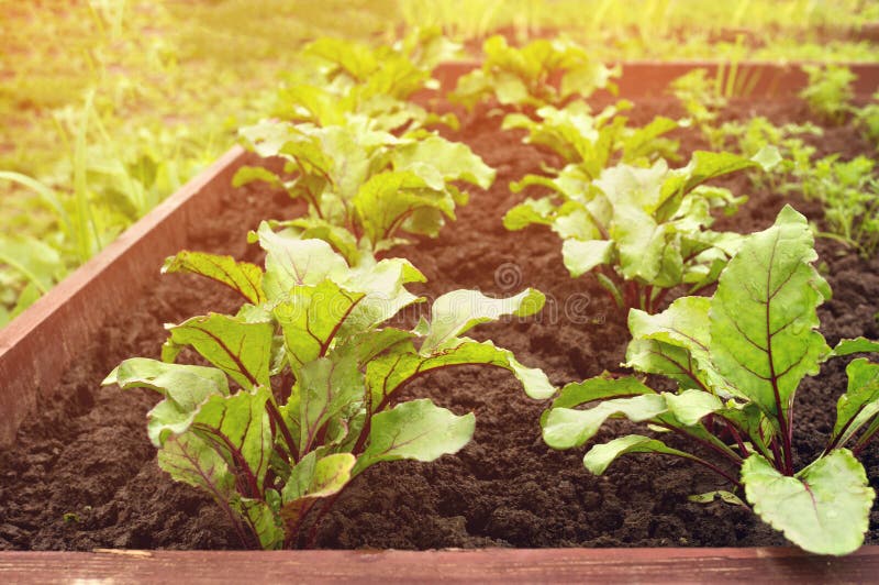 Seedlings of Beets Growing in the Garden after Watering. Sunny Stock ...