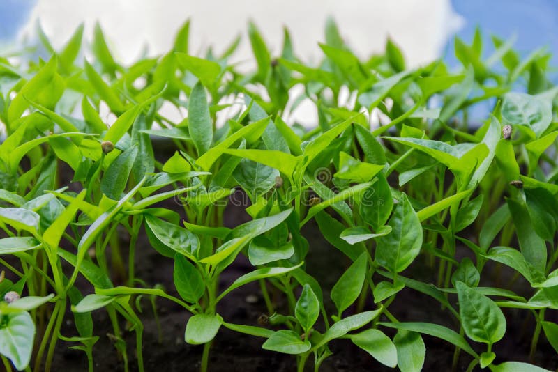 Seedlings of Bell Pepper Close-up in Selective Focus Stock Photo ...