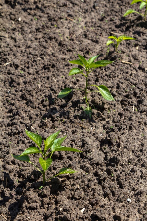 Seedlings of Bell Pepper on the Garden Bed Stock Image - Image of ...