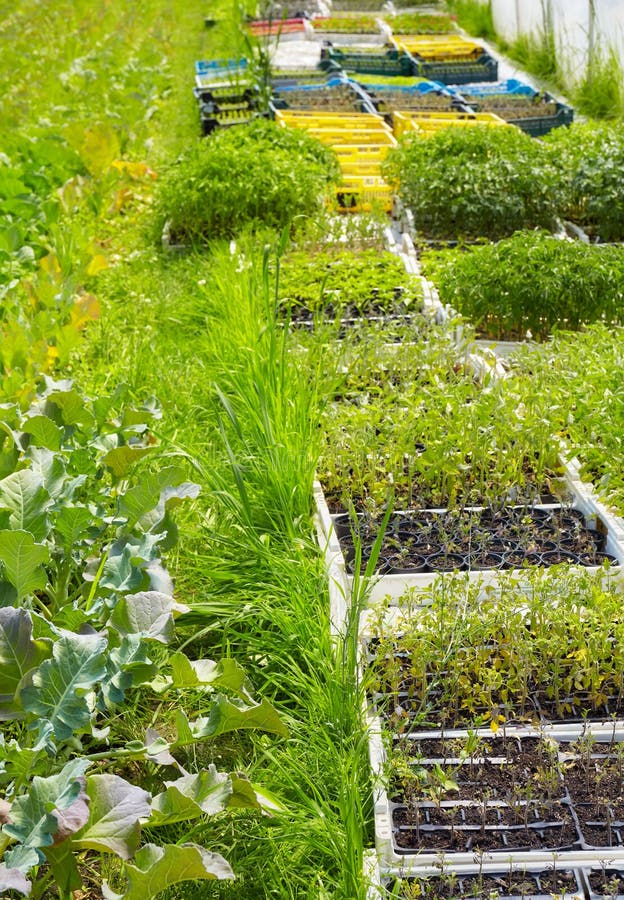 Seedlings in Boxes at Organic Vegetable Farm Stock Image - Image of ...