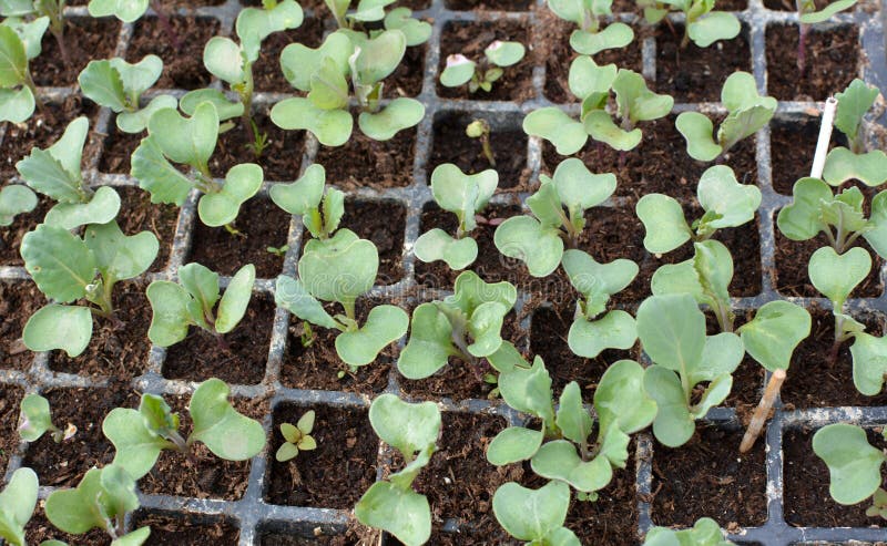 Seedlings of Cabbage Grown in Plastic Cassettes Stock Photo - Image of ...