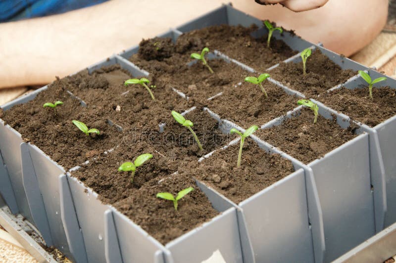 Plant in hand stock photo. Image of botany, flower, branch - 3974880