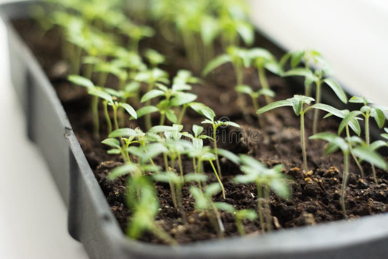 Cherry Tomato Seedlings Long White Pot Stock Photos - Free & Royalty-Free Stock Photos from ...