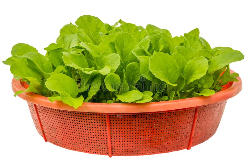 Seedlings of Chinese Cabbage Leaves Isolated White Background Stock ...