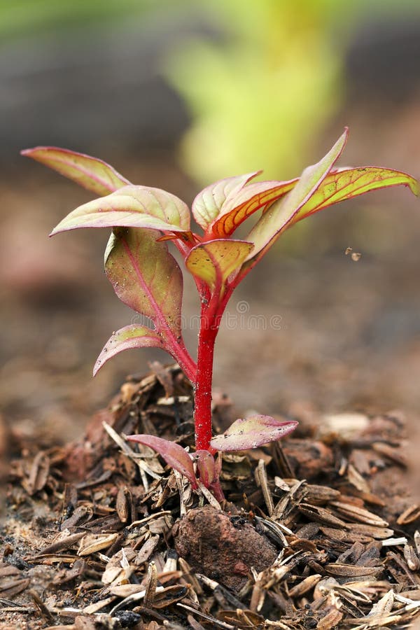 Seedlings of Cockscomb Flowers,Celosia Stock Image - Image of garden ...