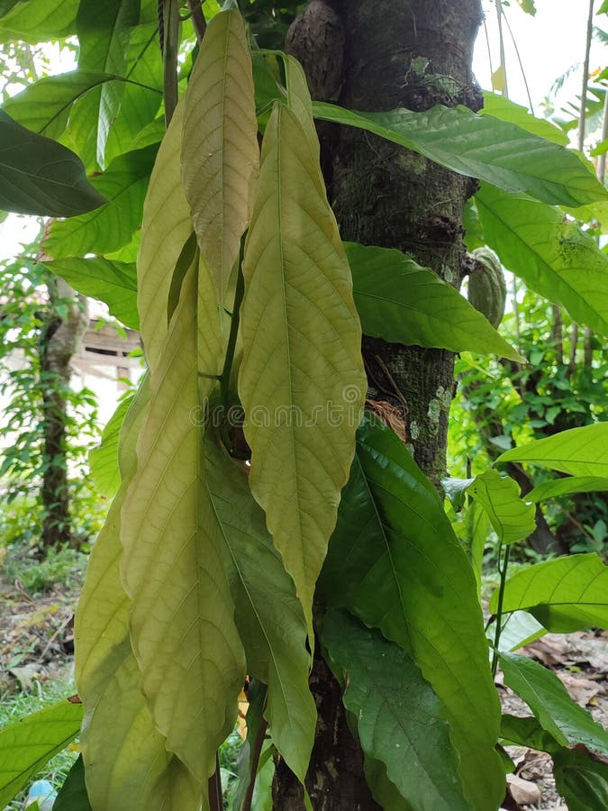 Seedlings of Cocoa Trees in the Nursery To Prepare for Cocoa Planting ...