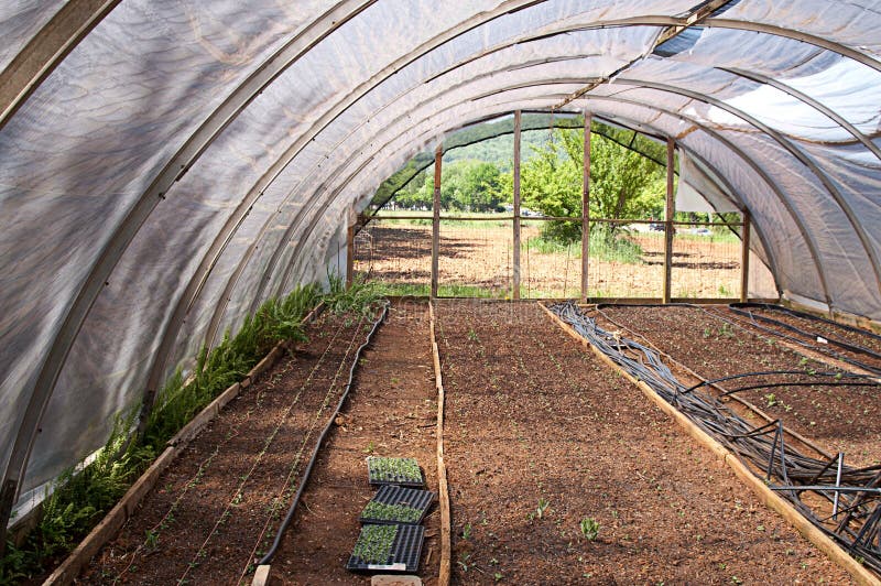 Seedlings in Cold Frame stock photo. Image of cultivation - 31066726