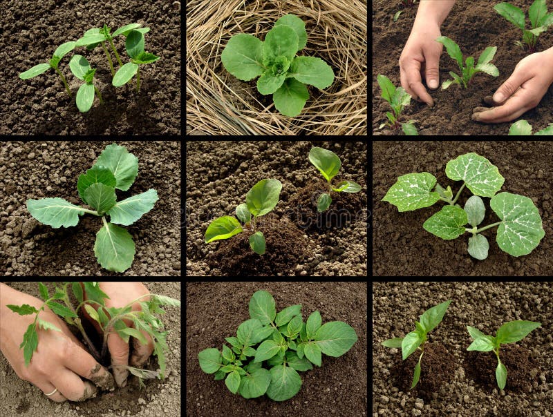 Seedlings collection stock photo. Image of nature, growth - 22969010