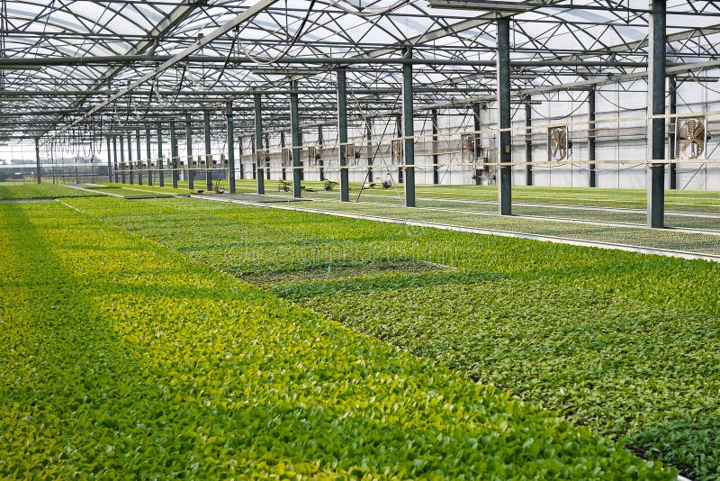 Seedlings stock image. Image of food, seedling, production - 31552995