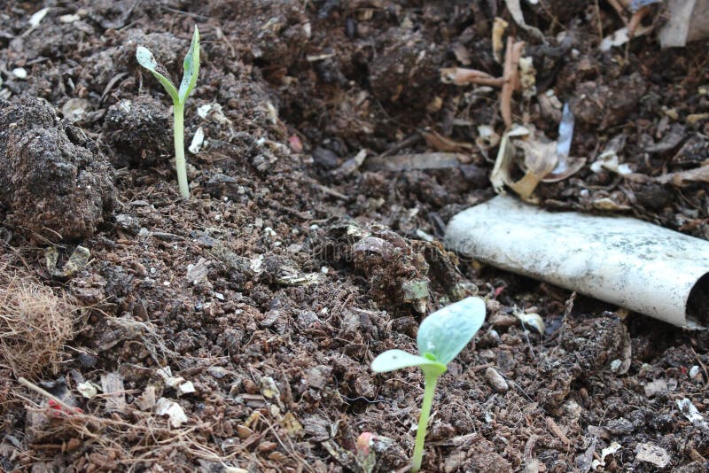 Seedlings in Compost pile stock photo. Image of spring - 100685352