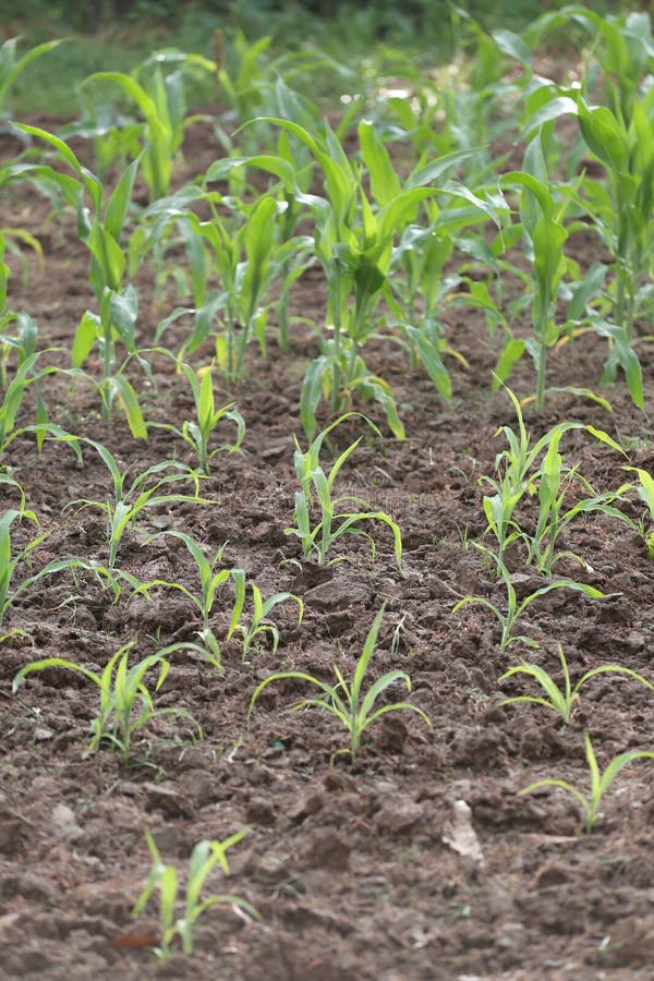 Seedlings of Corn in Farming Area. Stock Image - Image of growing ...