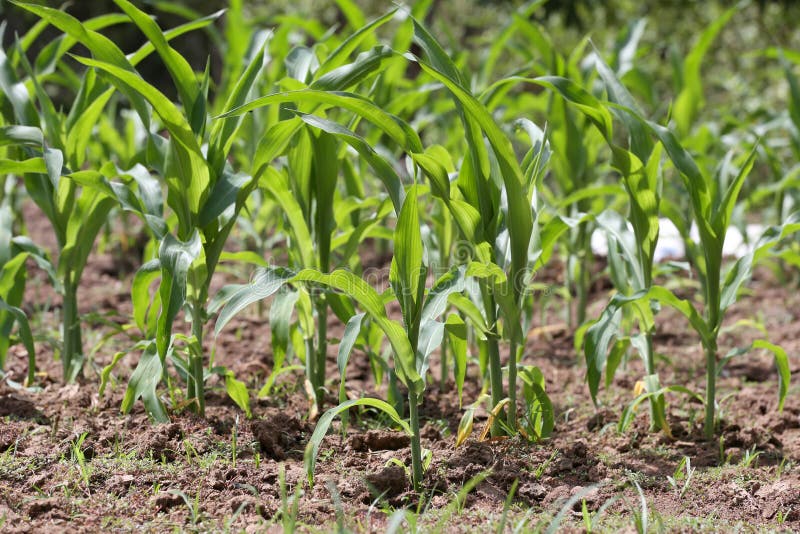 Seedlings of Corn in Farming Area. Stock Image - Image of corn, plant ...