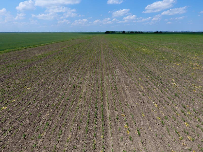 Seedlings of Corn. Field of Young Corn. Shoots of Corn on the Field ...