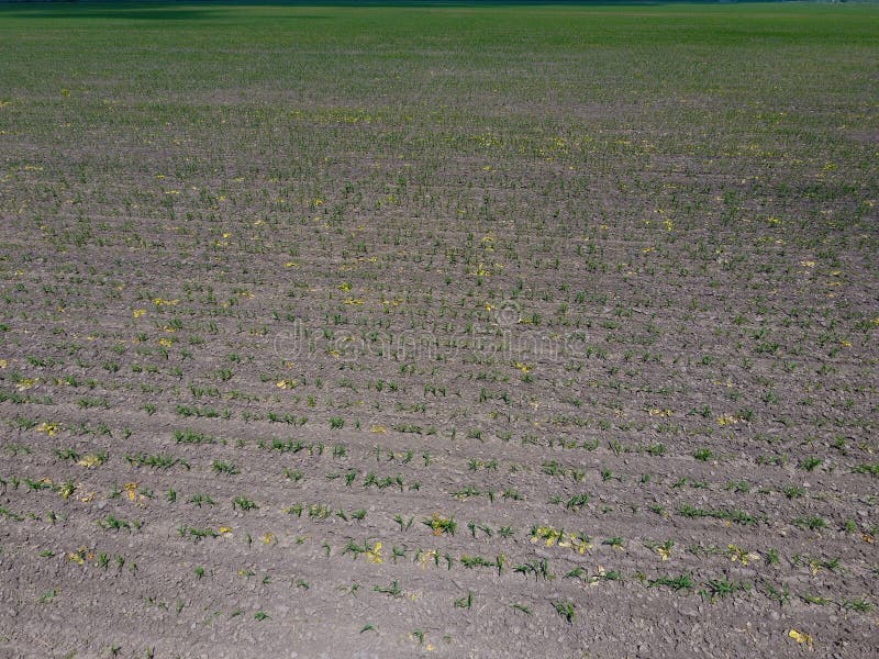 Seedlings of Corn. Field of Young Corn. Shoots of Corn on the Field ...