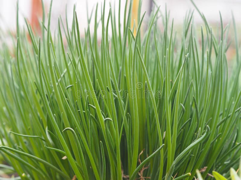 Seedlings of Decorative Onion in the Spring. Agriculture and Plant ...