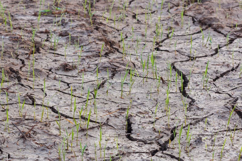 Seedlings on dry ground stock photo. Image of green, rice - 48849434