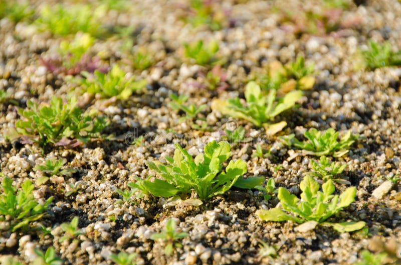 Seedlings of Early Spring Grass Stock Image - Image of field, season ...