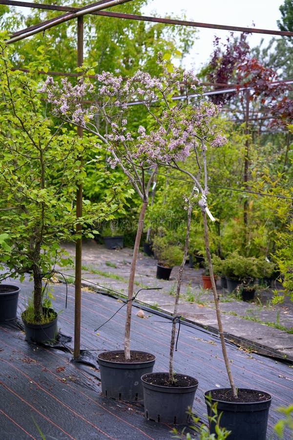 Seedlings of Flowering Shrubs and Trees in the Nursery Stock Image ...