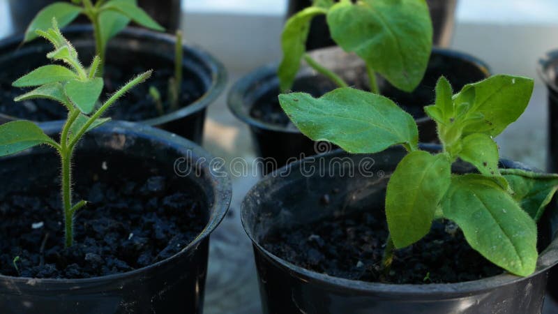 Seedlings of Flowers in Pots. Panorama Stock Footage - Video of sprout ...