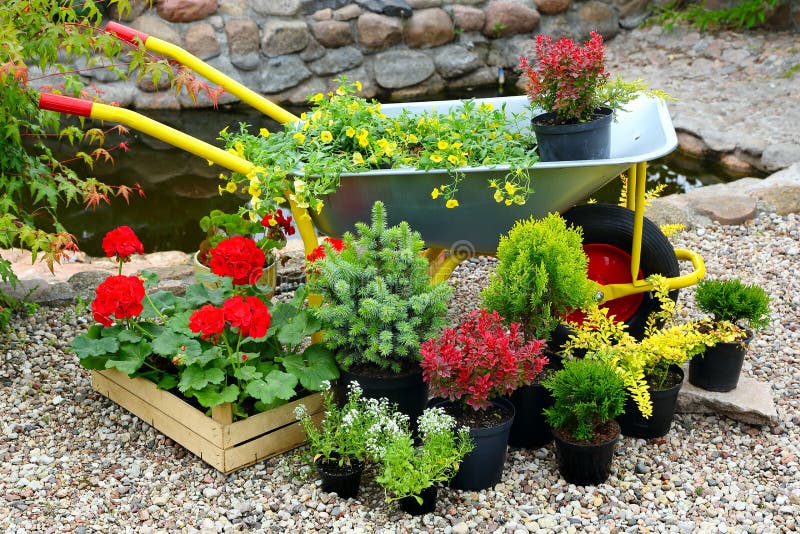 Seedlings of Flowers and Trees Plants Stock Image - Image of ...