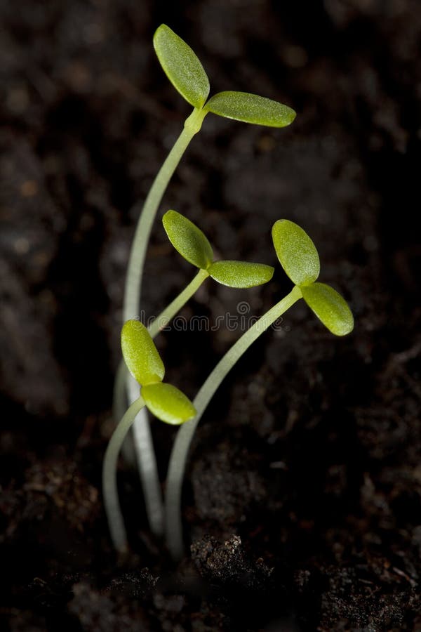 Seedlings of flowers stock image. Image of grass, young - 51369383