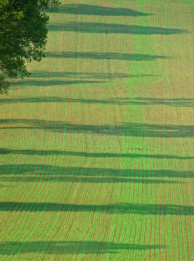 Seedlings Form Regular Striped Field with Tree Shadows Stock Photo ...