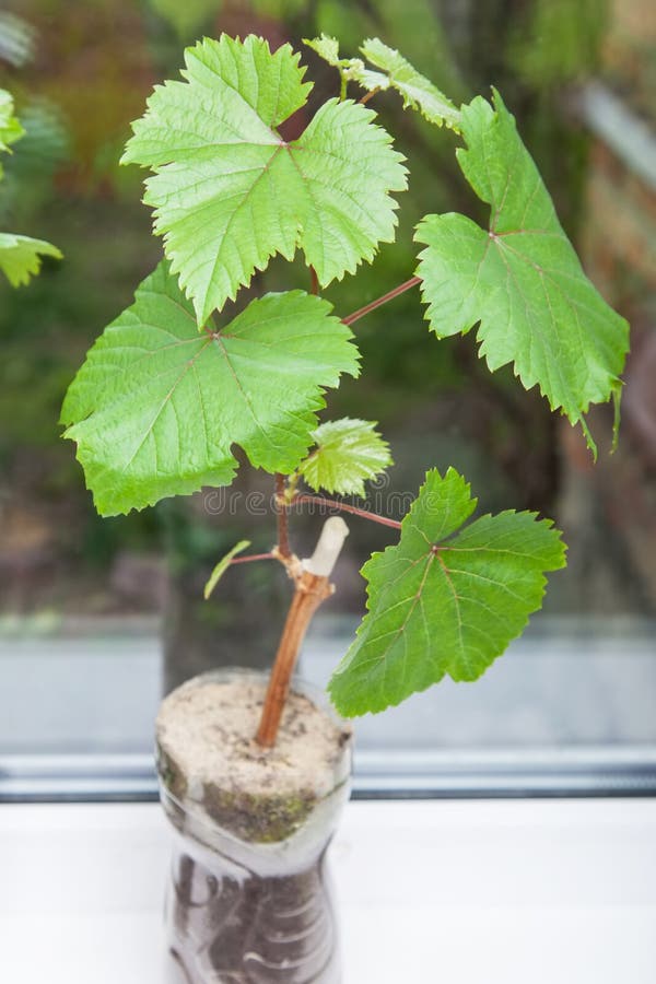 Seedlings of Grapes in Plastic Pots Stock Photo - Image of rural ...
