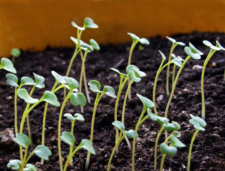 Seedlings on ground stock photo. Image of stem, studio - 8170414