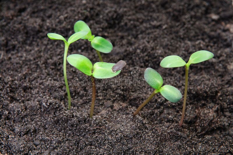 Seedlings growing stock photo. Image of grass, ideas, child - 9932062