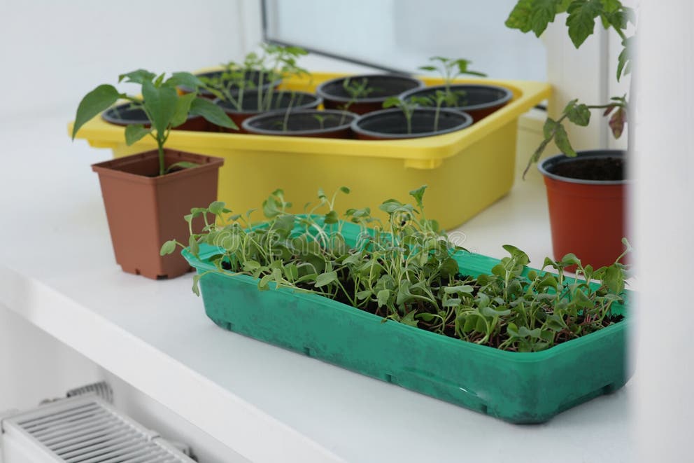 Seedlings Growing in Plastic Container with Soil on Windowsill Stock ...