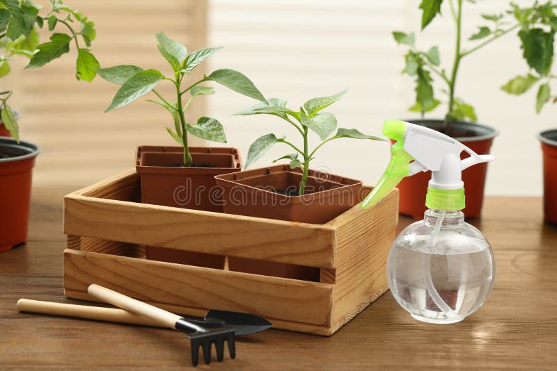Seedlings Growing in Plastic Containers with Soil, Gardening Tools and ...