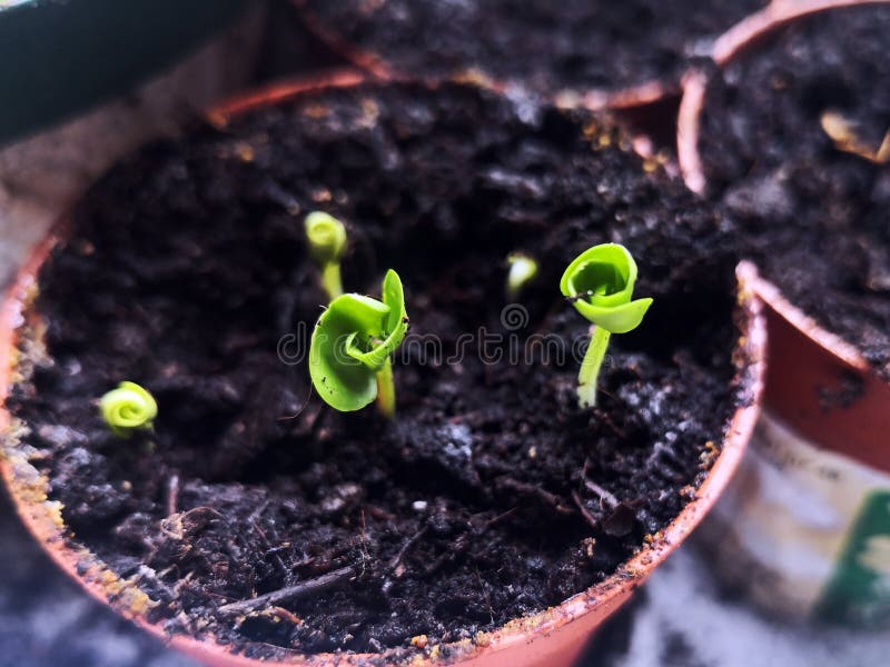 Seedlings Growing in a Pot - New Life - Springtime Stock Image - Image ...