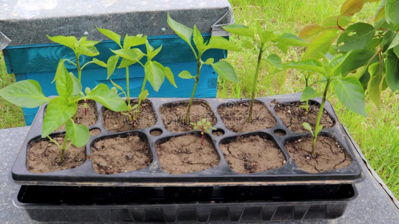 Pepper Seedlings Growing in Seed Tray Stock Video - Video of green ...