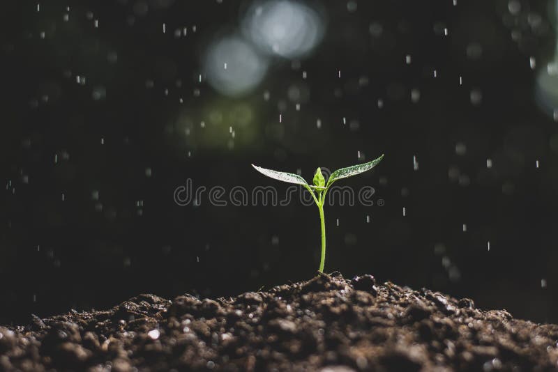 The Seedlings are Growing from the Soil with the Morning Sun Shining ...