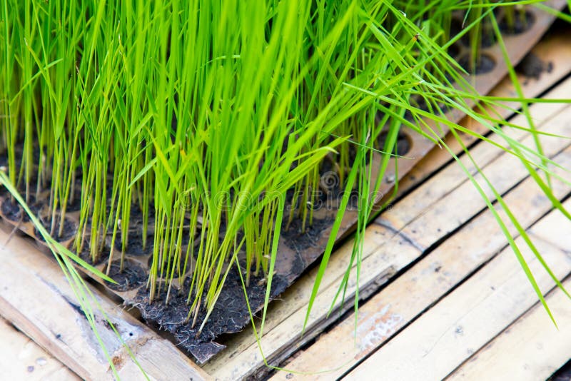 Seedlings Jasmine Rice Plant Stock Image - Image of jasmine, organic ...