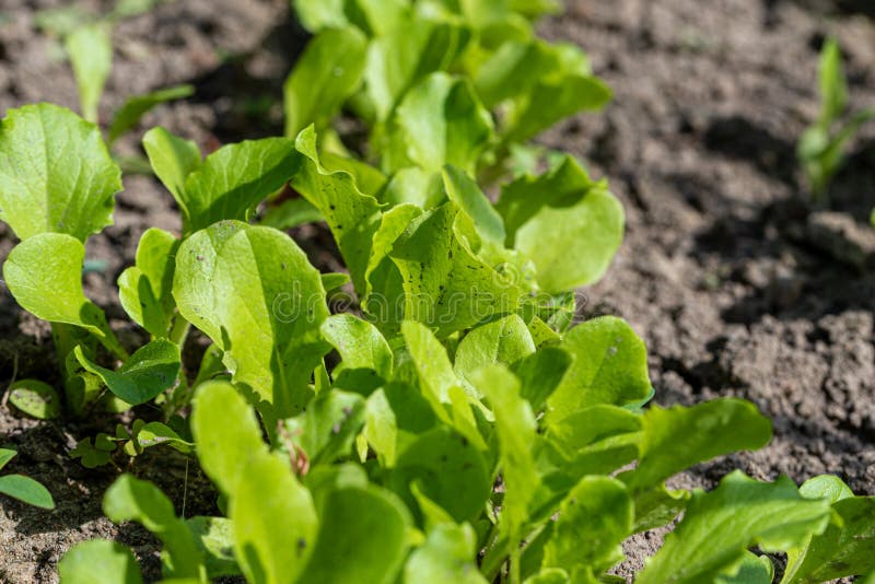 Seedlings of Lettuce in the Garden. Useful Grass in the Garden. Close ...