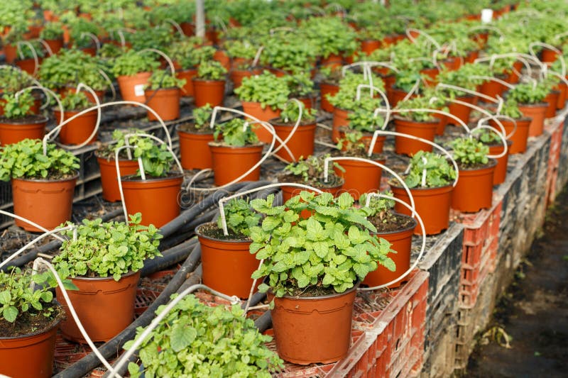 Seedlings of Mint Growing in Hothouse Stock Photo - Image of ...