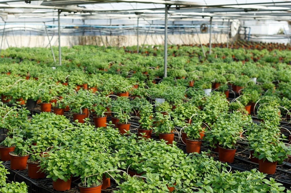 Seedlings of Mint Growing in Hothouse Stock Photo - Image of ...