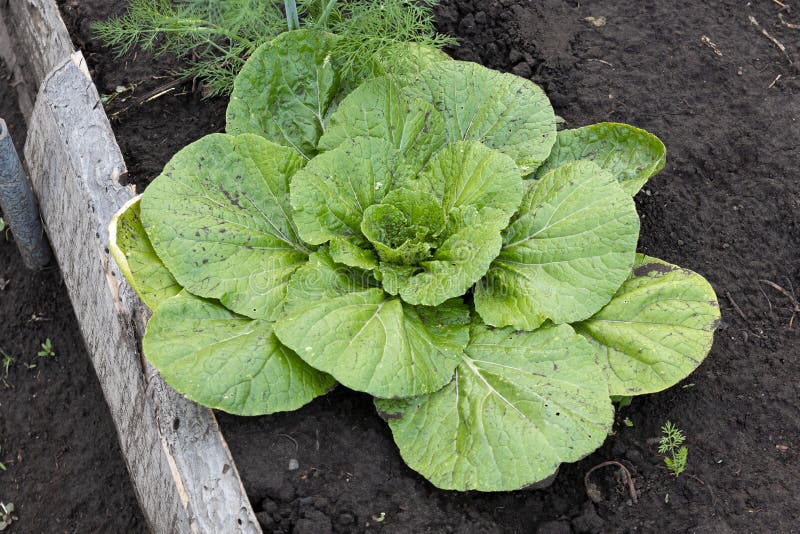Seedlings of Napa cabbage stock photo. Image of lettuce - 252339218