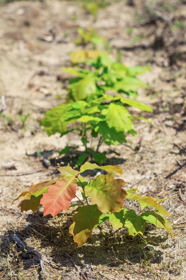 Seedlings of Northern Red Oak in the Forest Stock Image - Image of ...