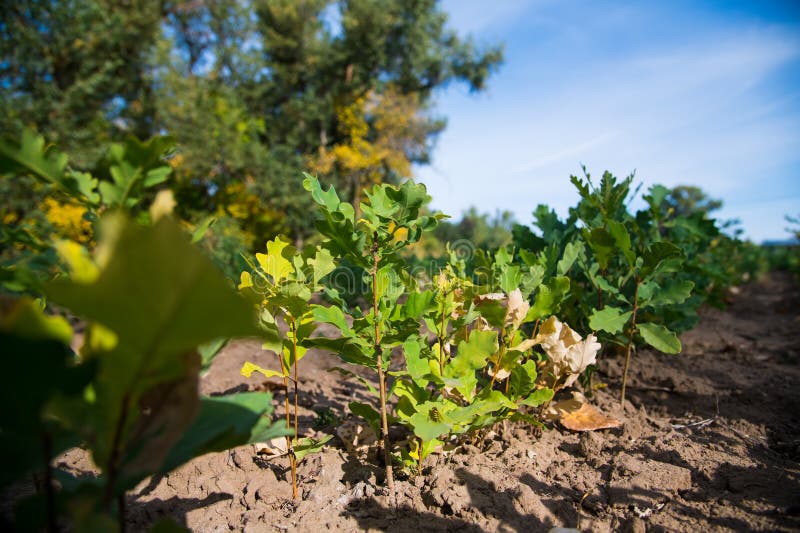 Seedlings in the Oak Tree Nursery Stock Photo - Image of leaf ...