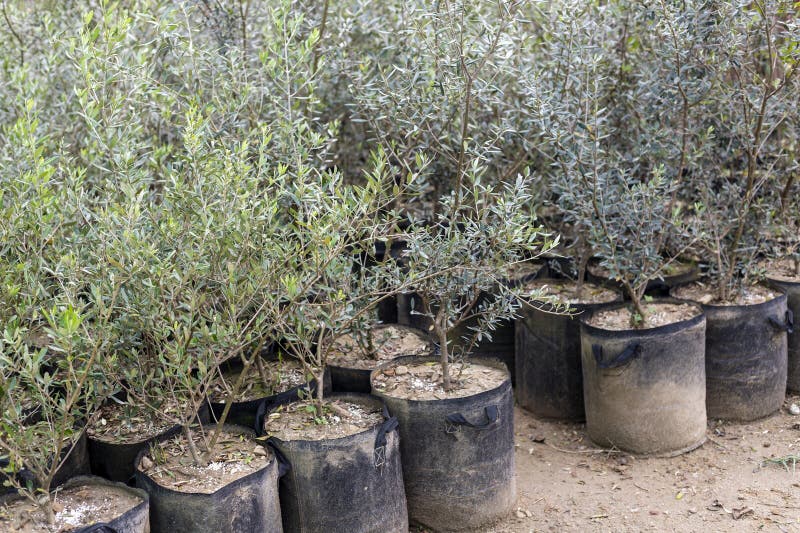 Seedlings of Olive Trees Growing in Plant Nursery Stock Photo - Image ...