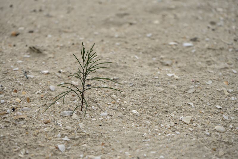 Seedlings of Pine Trees is Growing on Beach Stock Image - Image of ...