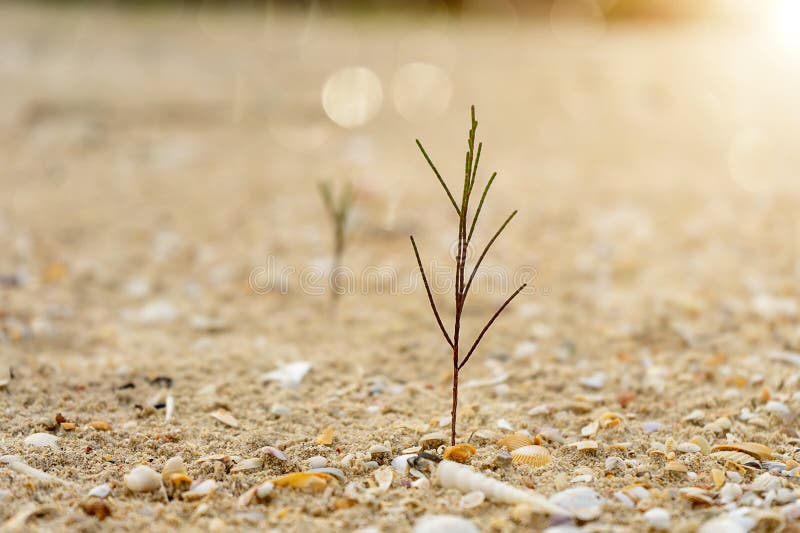 Seedlings of Pine Trees Growing on Sand Stock Photo - Image of ...